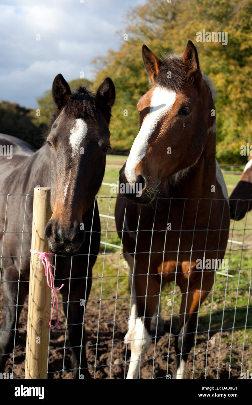 Two horses side by side in a paddock Stock Photo - Alamy
