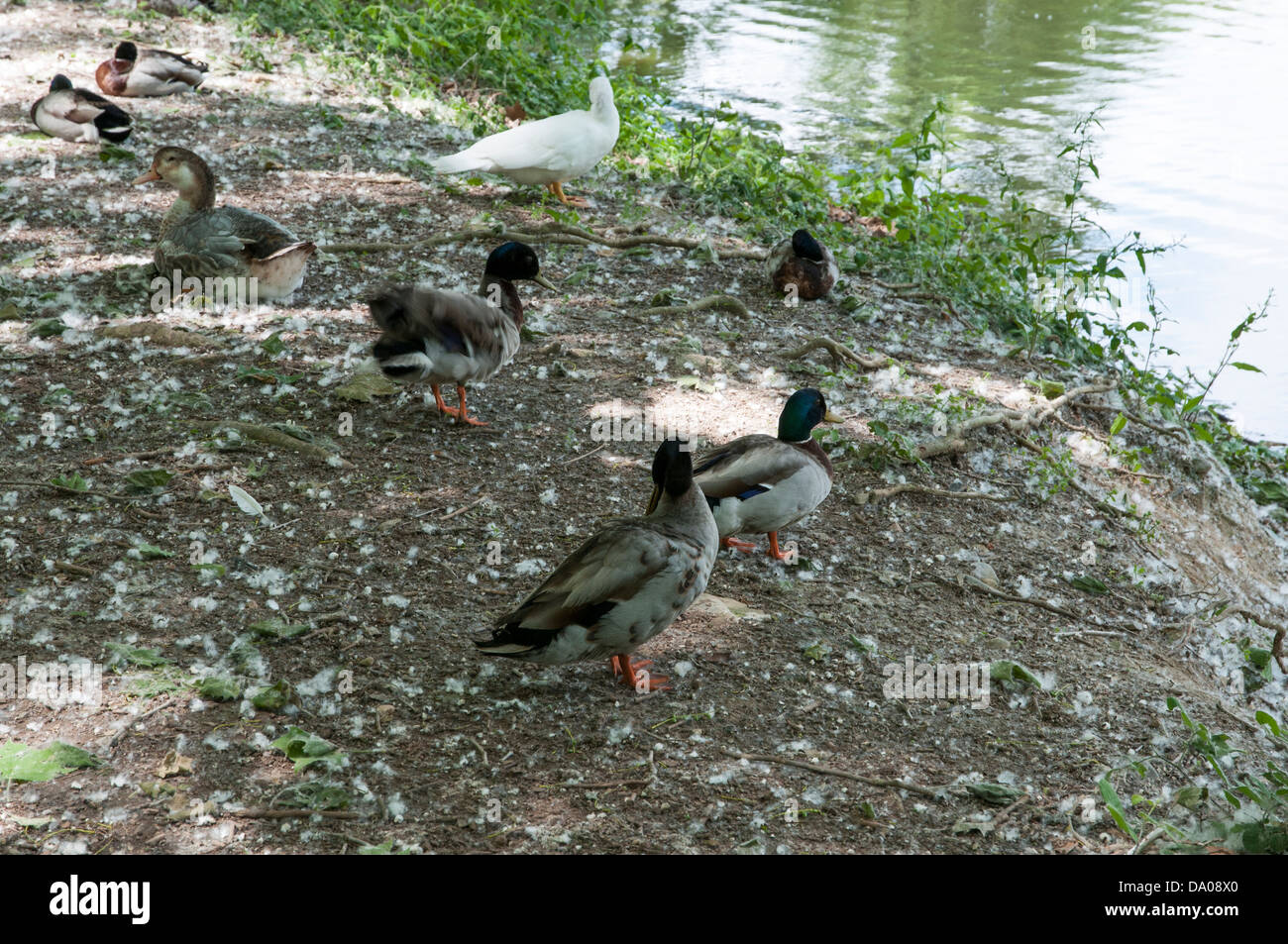 Lake full of ducks of various colors Stock Photo - Alamy