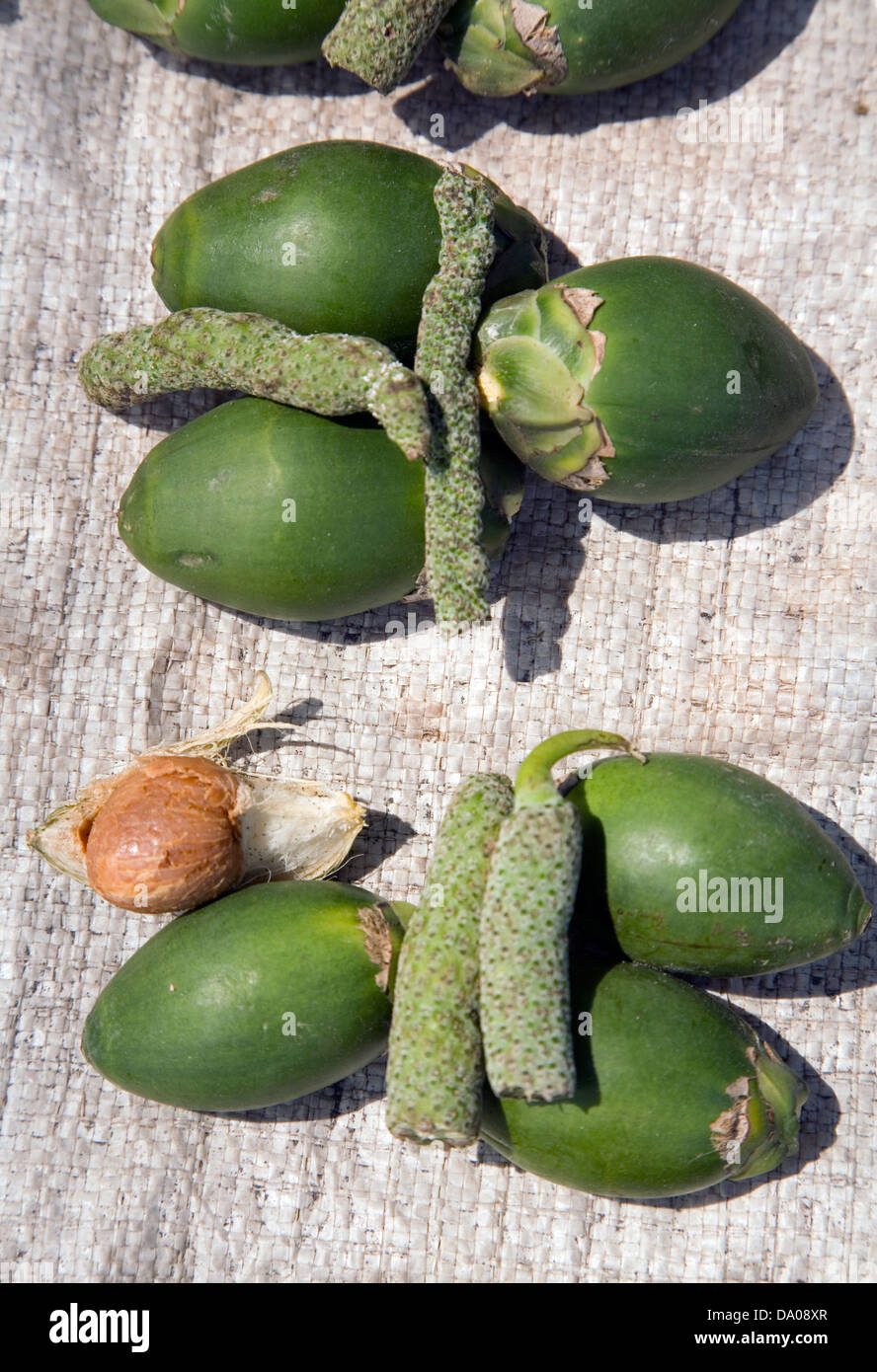 Papua new guinea betel nut hi-res stock photography and images - Alamy