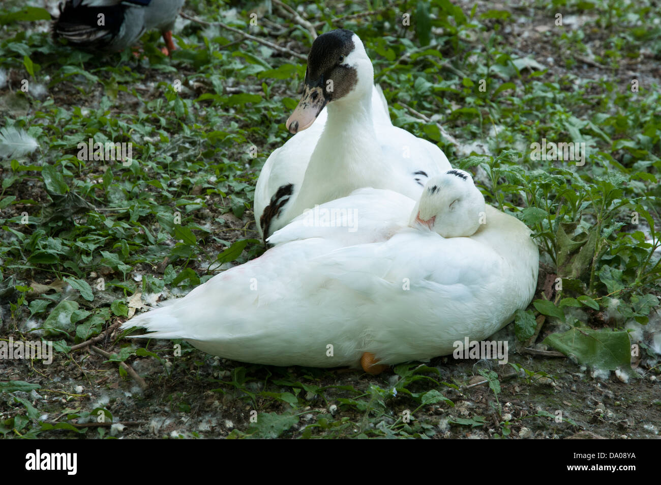 white ducks sleeping in the shade Stock Photo - Alamy