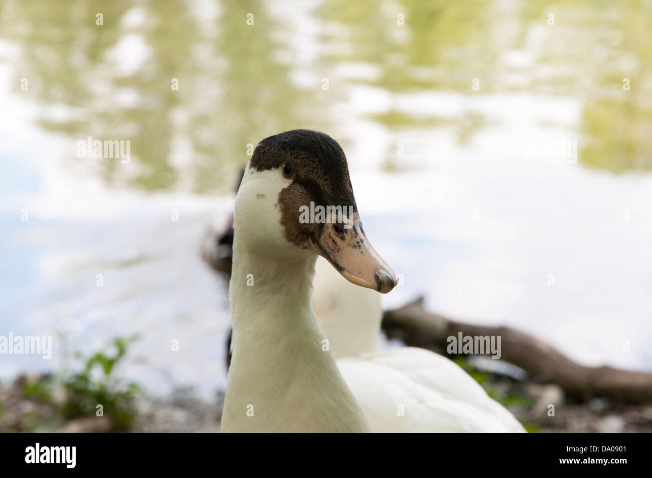 white ducks with the bottom of the lake Stock Photo - Alamy