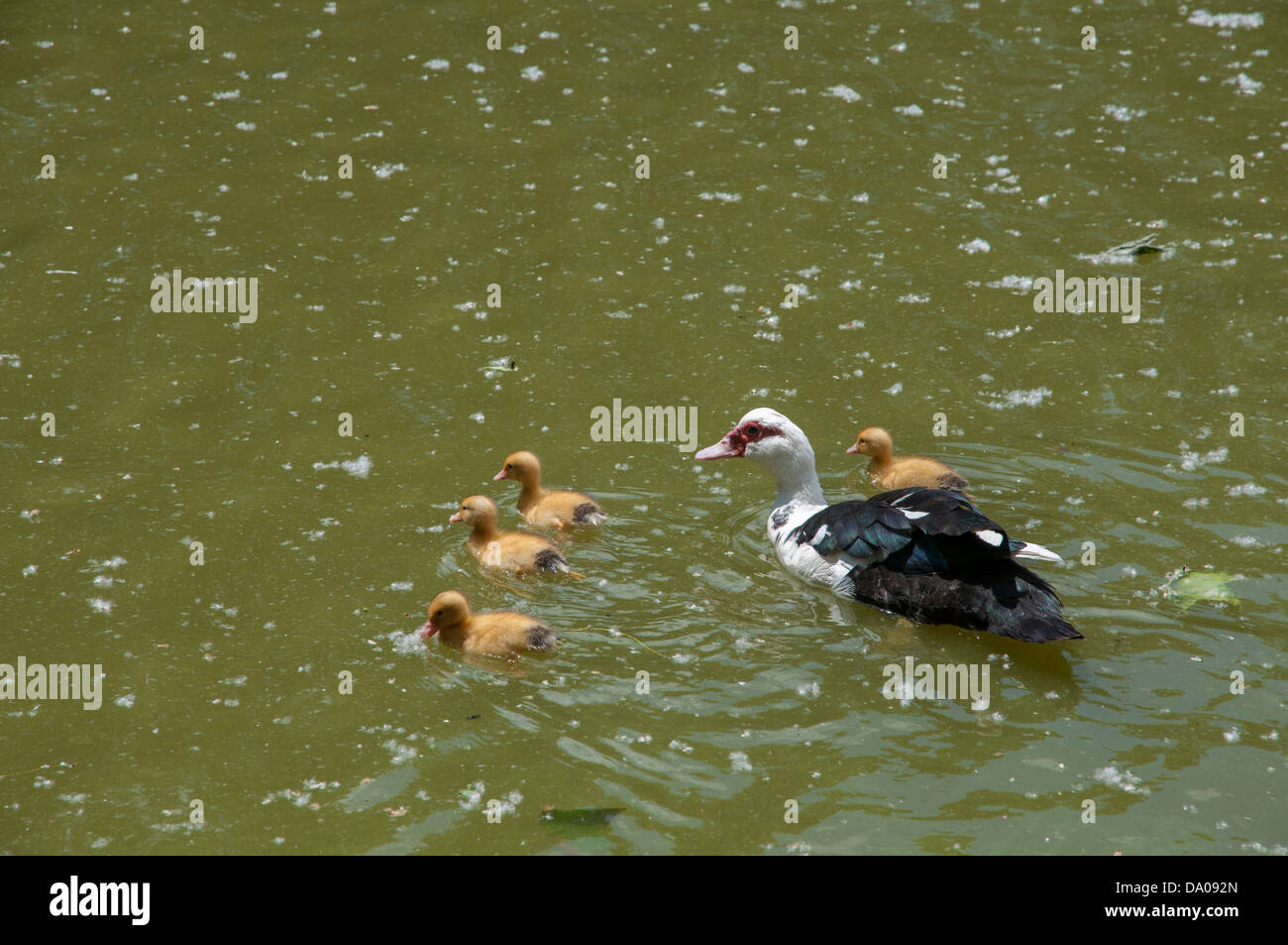 ducklings with their mom swimming through the water Stock Photo - Alamy