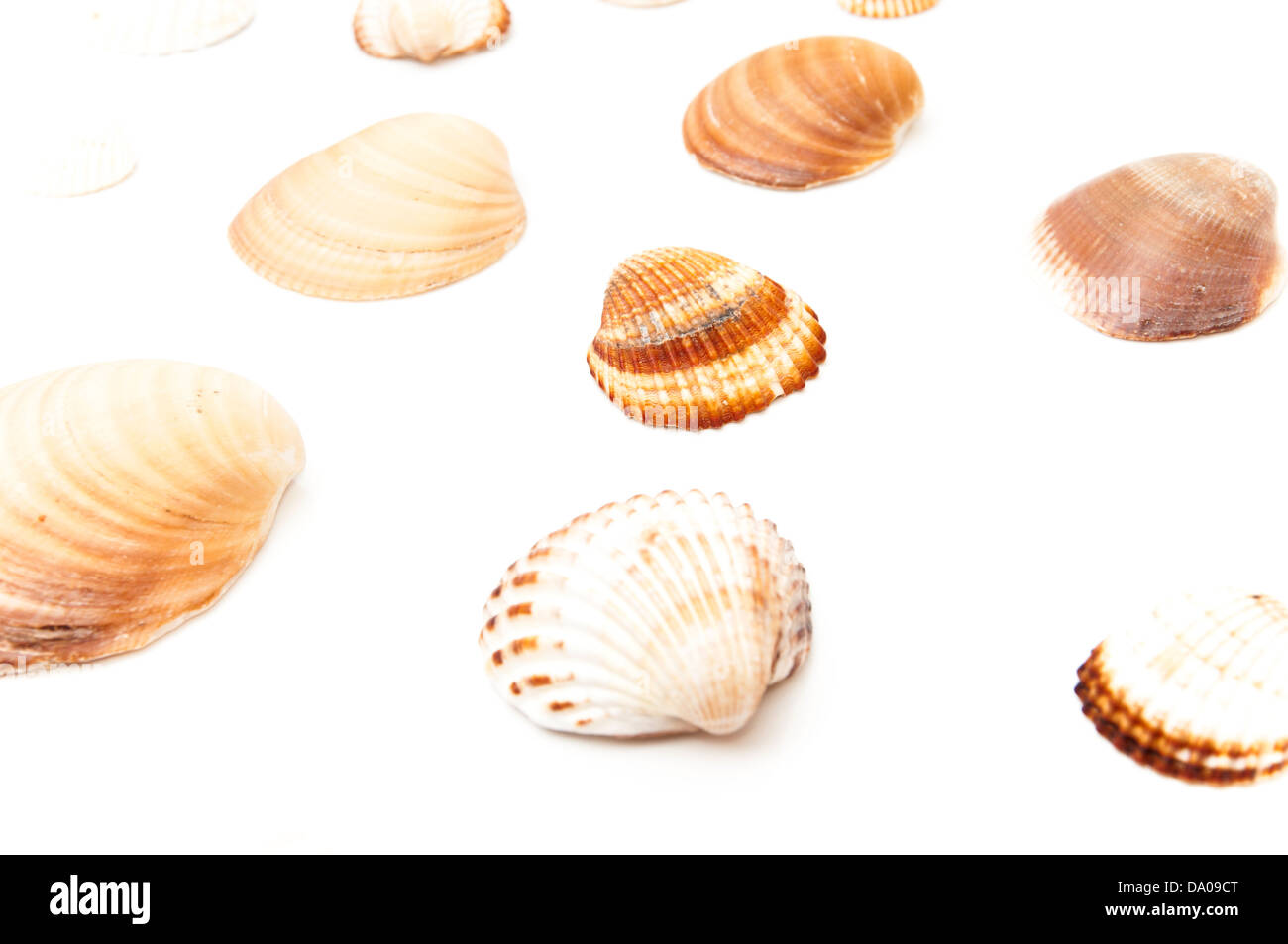 seashells on a white background Stock Photo - Alamy