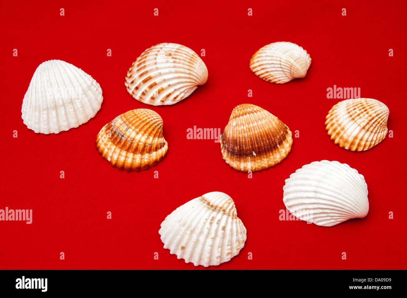 seashells on a red background Stock Photo - Alamy