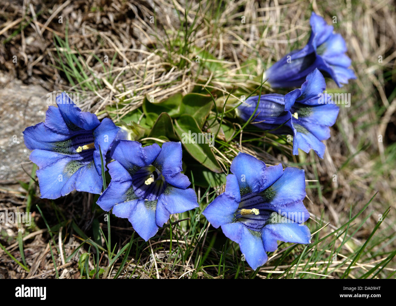 Cluster of gentiana flowers hi-res stock photography and images - Alamy