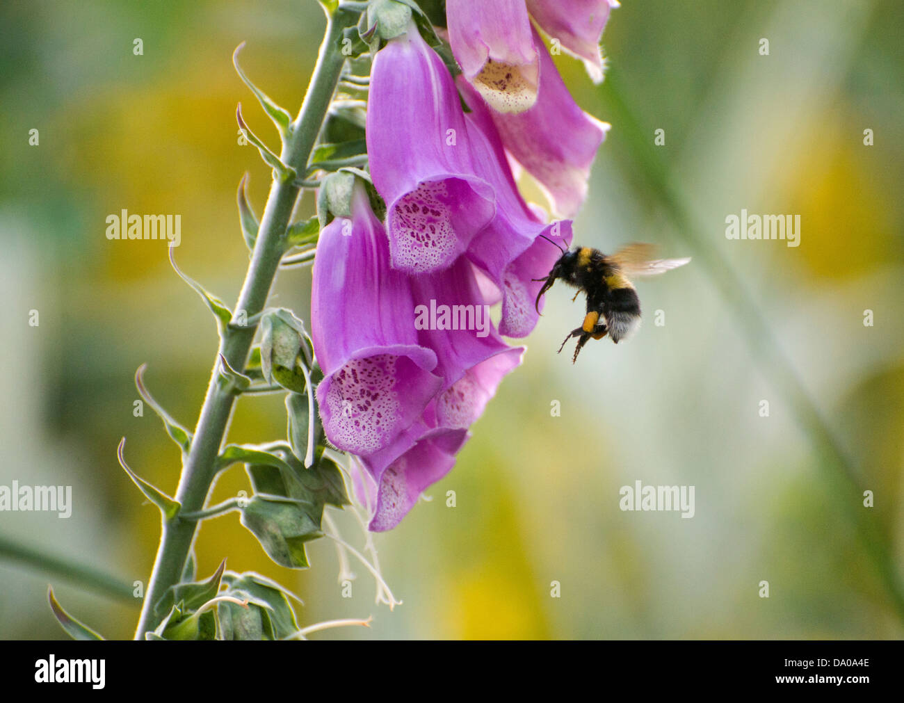 A bee hovering around a Foxglove to collect pollen Stock Photo - Alamy
