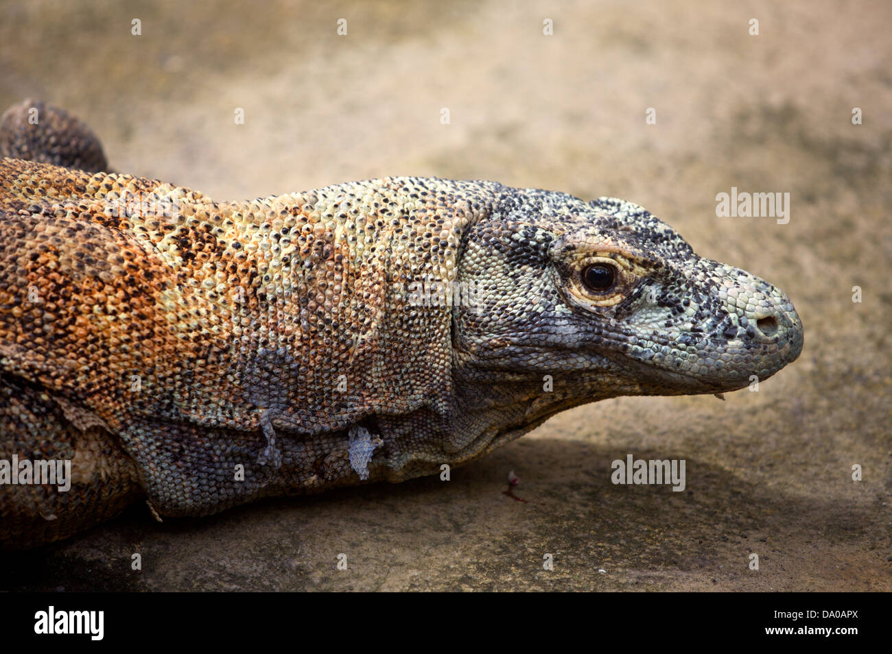 Komodo Dragon's head in the Reptile Park Bali Indonesia Stock Photo - Alamy