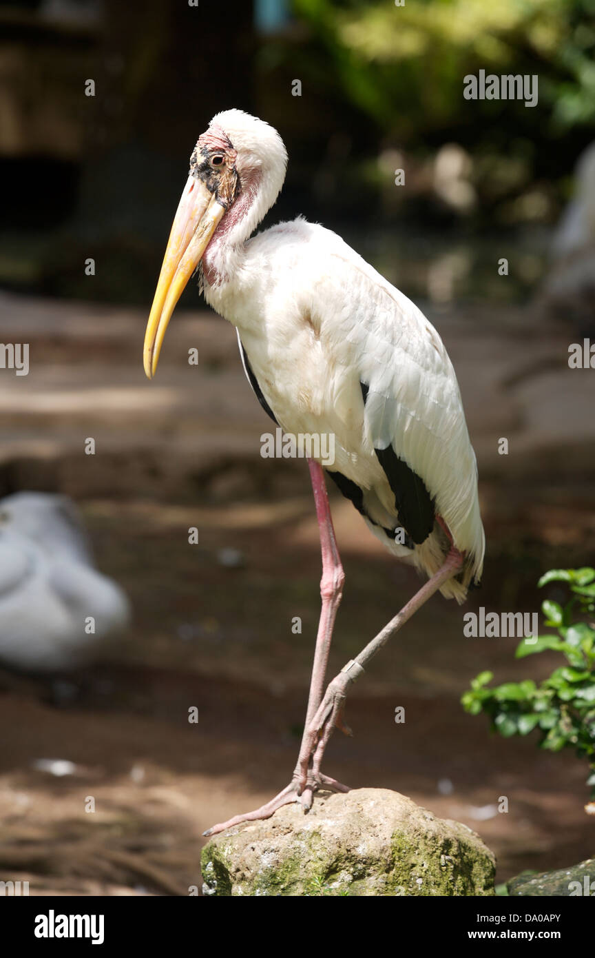 one elderly yellow-billed crane stands on a rock Stock Photo - Alamy