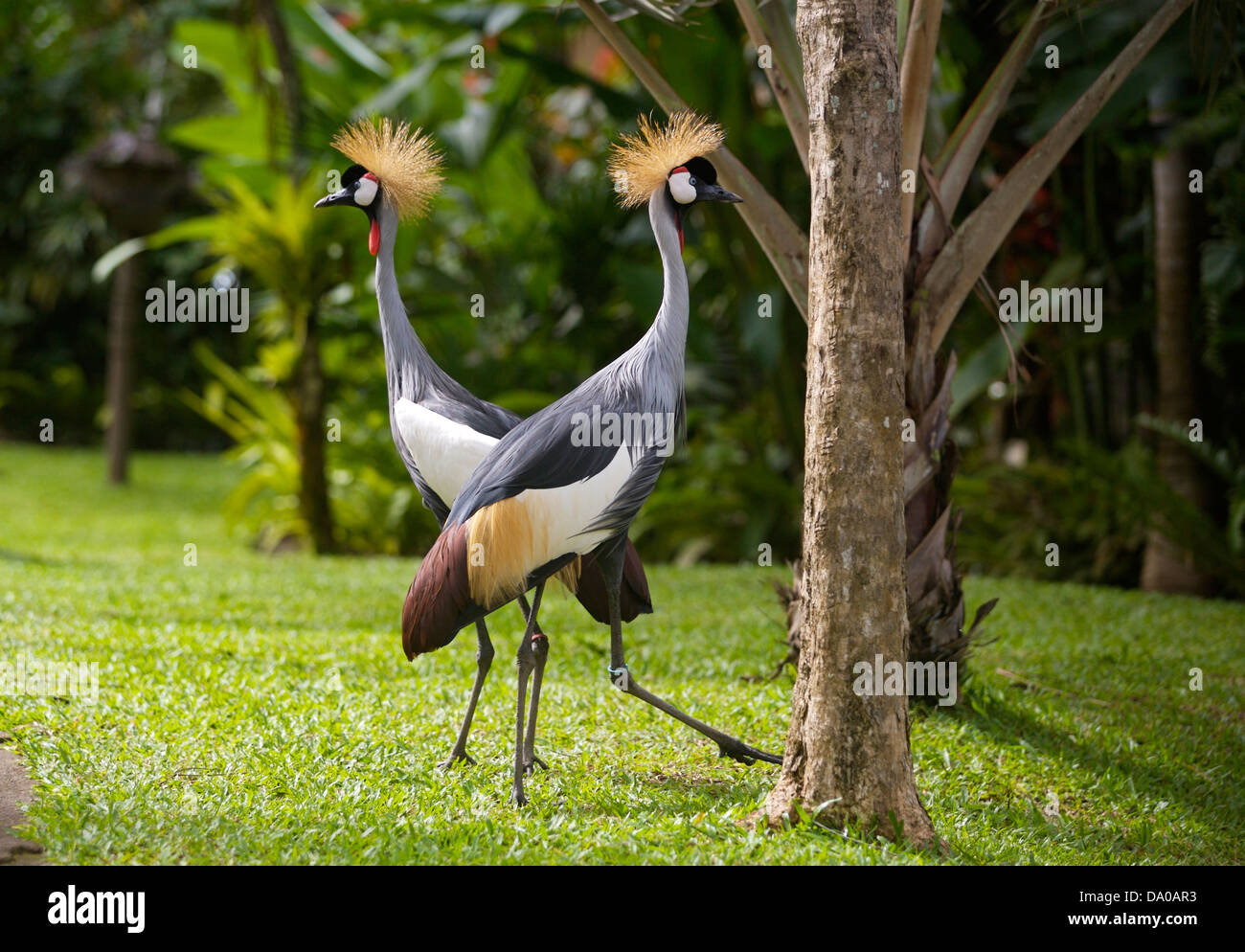 Two grey crowned cranes stand close and look like a two headed bird ...