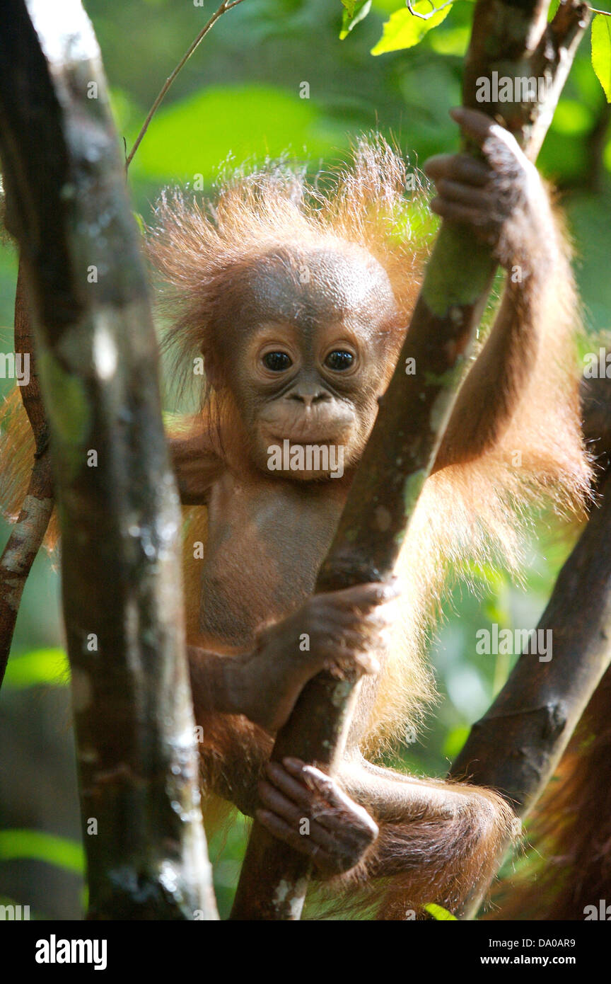 Borneo jungle hi-res stock photography and images - Alamy