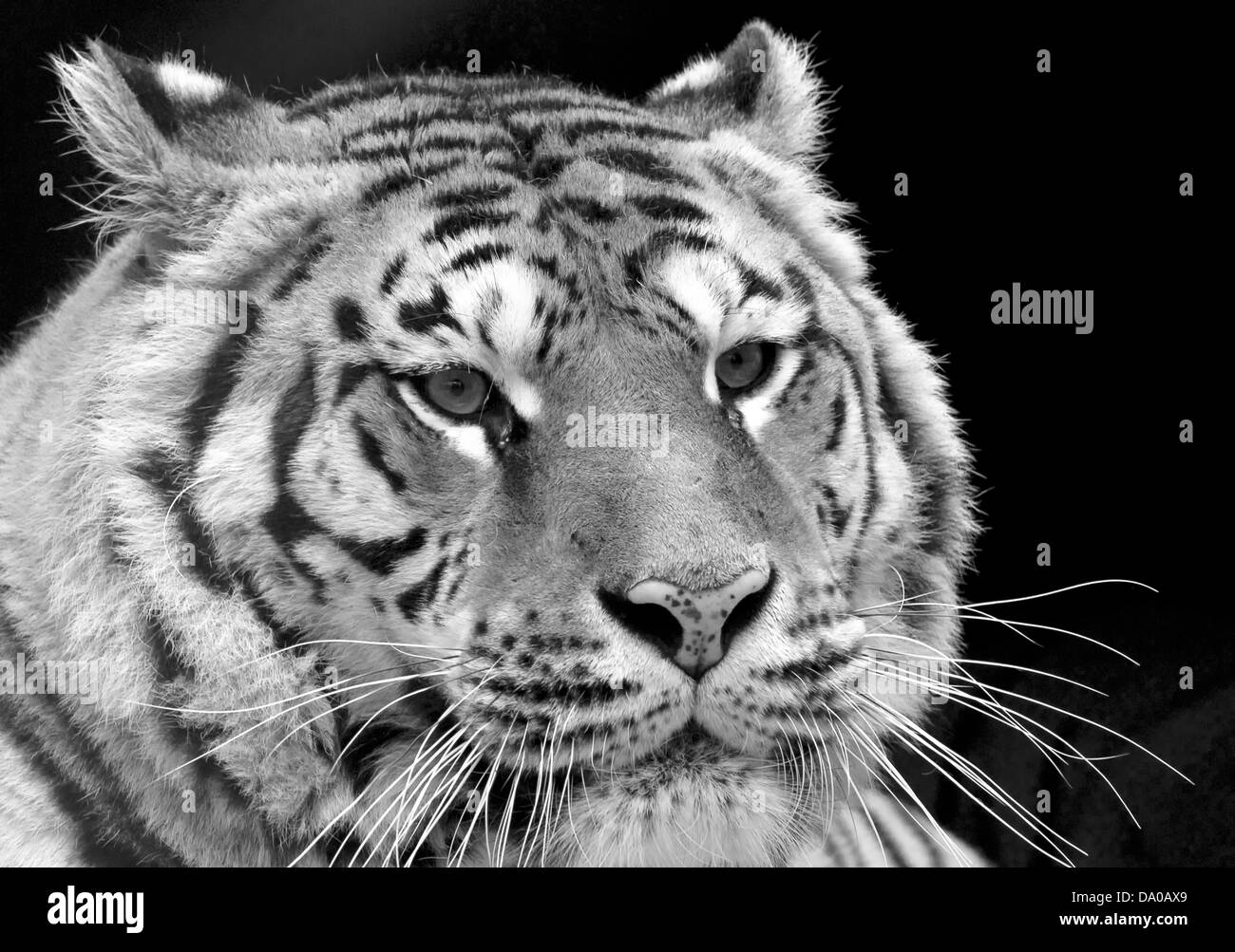 Orange and white tiger Black and White Stock Photos & Images - Alamy