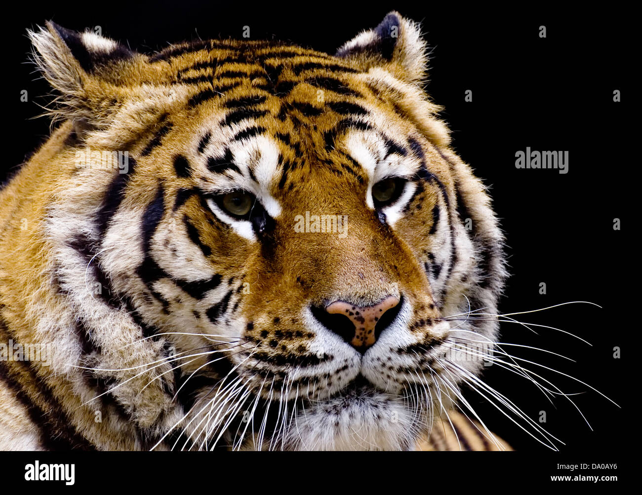 Tiger feline stalking hi-res stock photography and images - Alamy