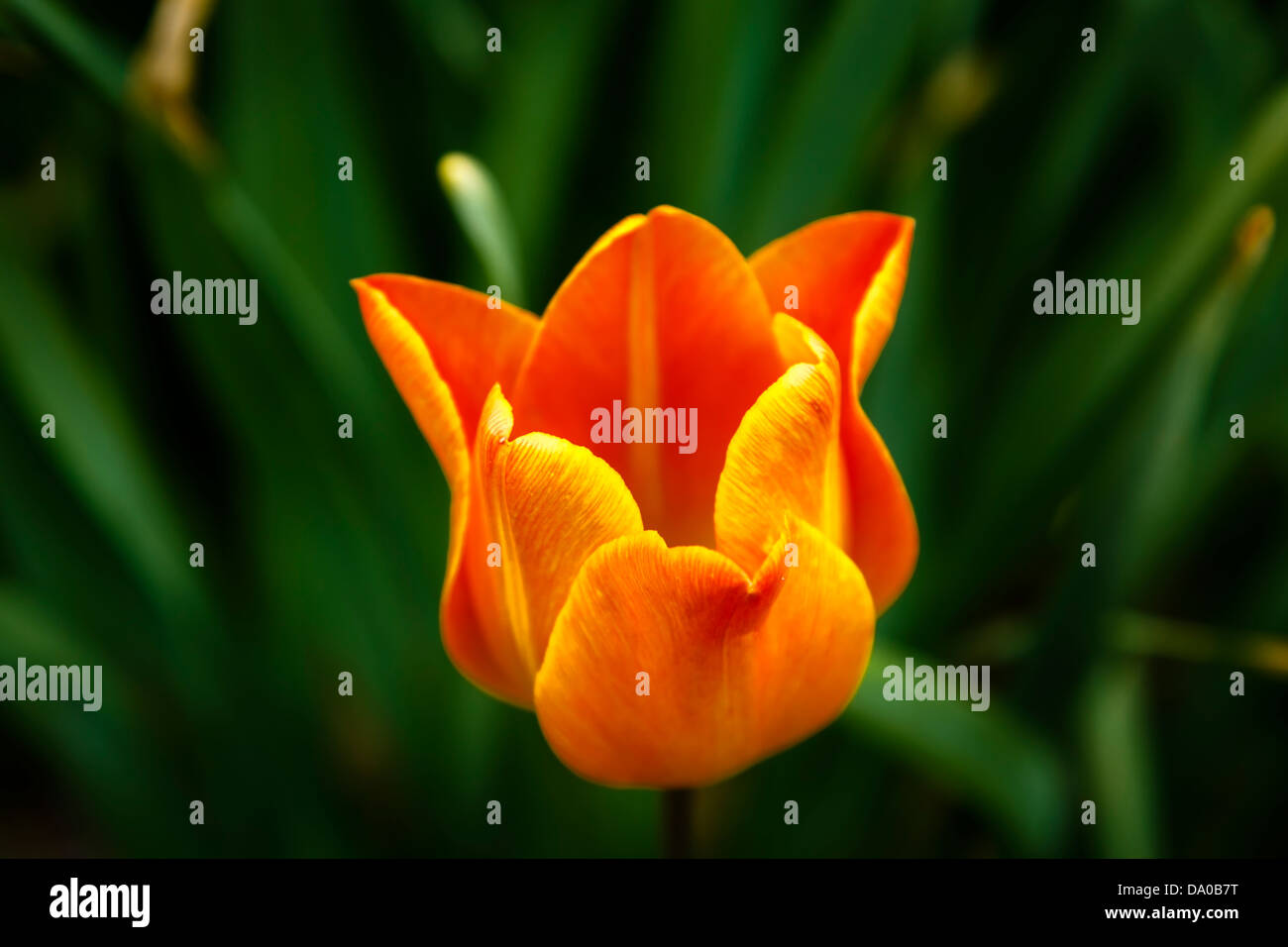 Simple single flower photograph hi-res stock photography and images - Alamy