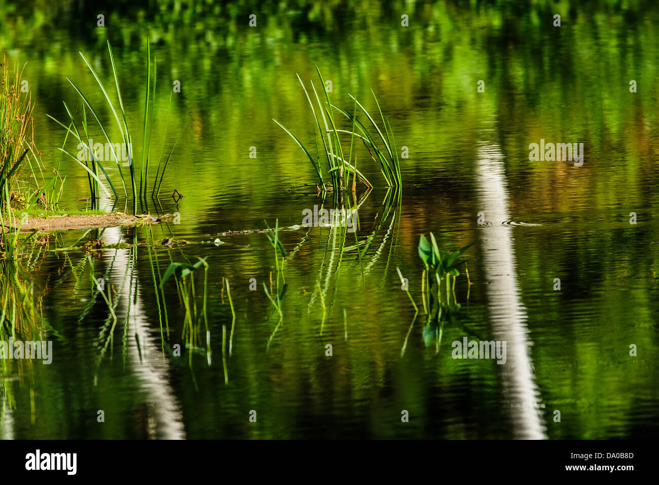 New hampshire wetlands hi-res stock photography and images - Alamy
