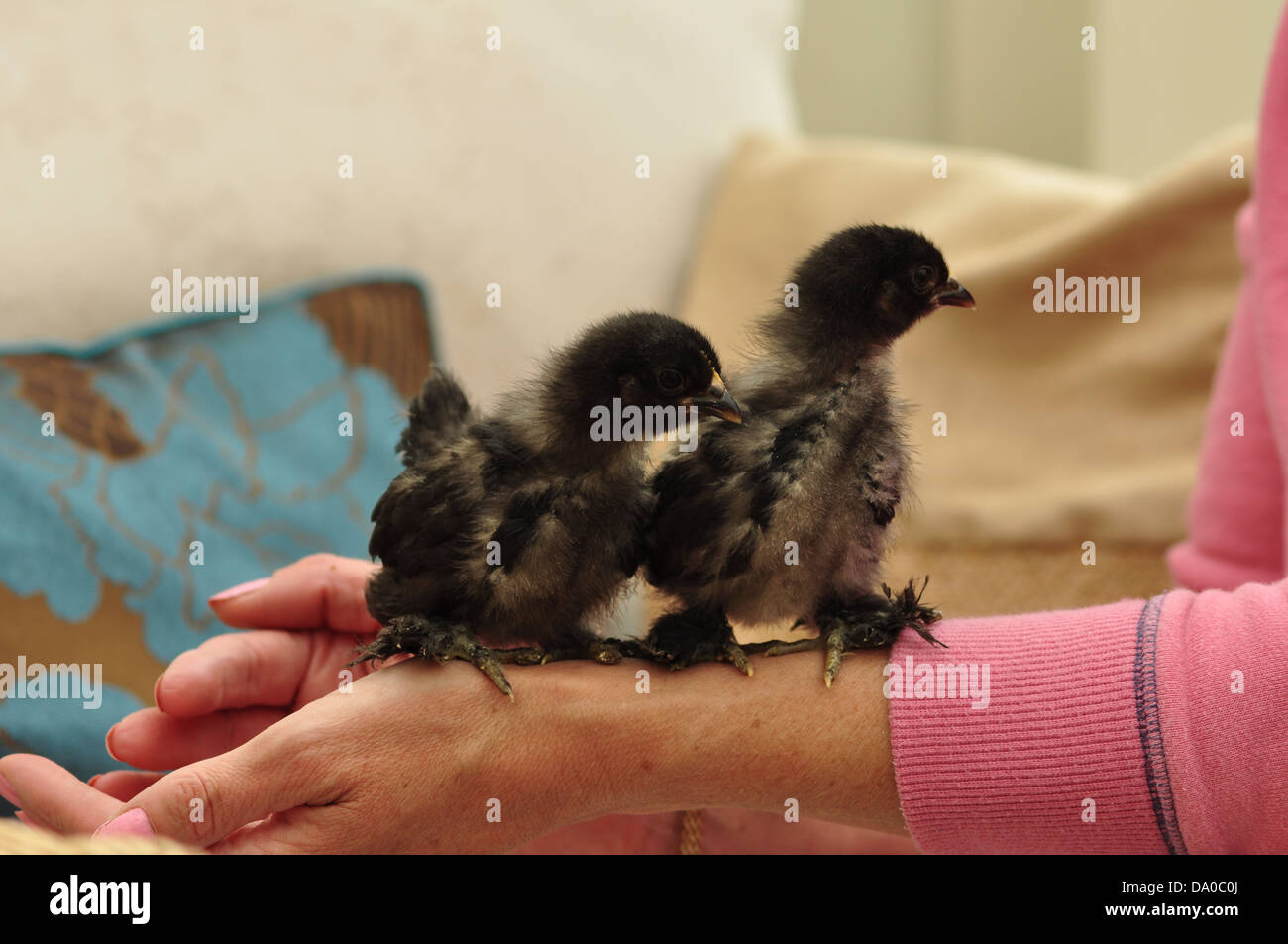 baby black chicks hand tame Stock Photo - Alamy