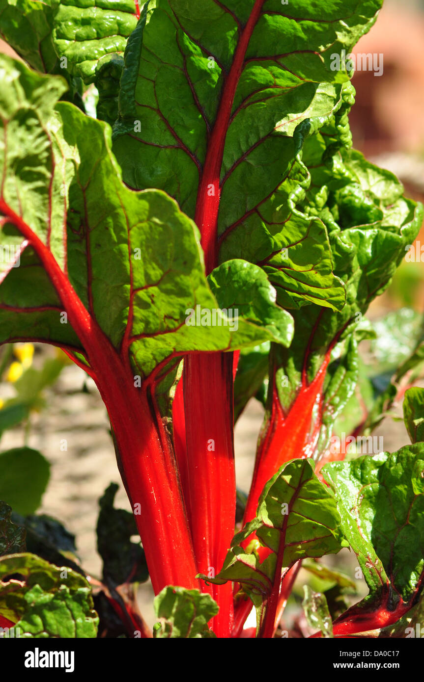 Ruby chard garden hi-res stock photography and images - Alamy