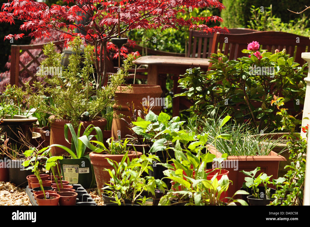 A medley of plants Stock Photo - Alamy