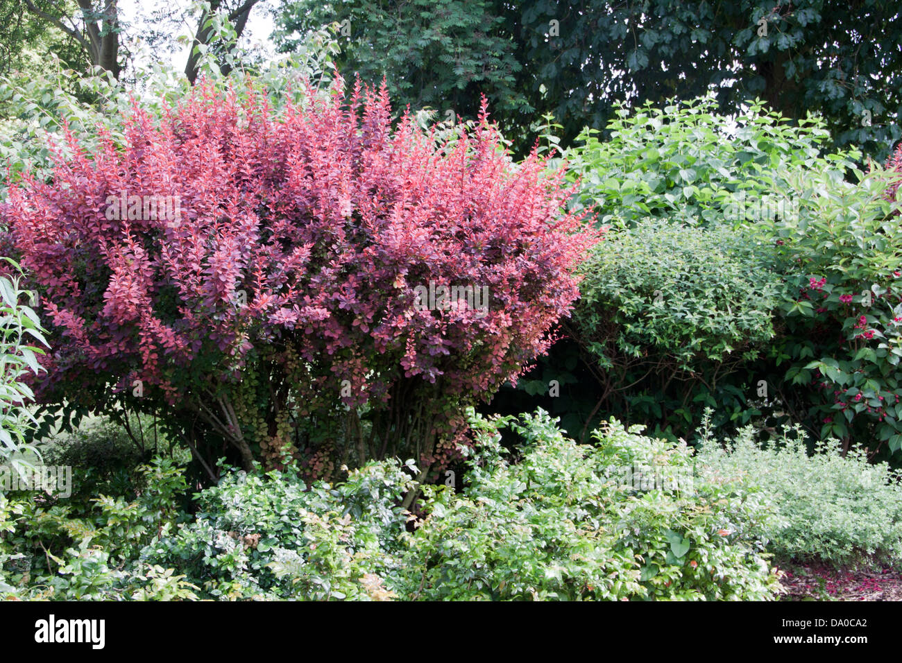 Bushes and shrubs Stock Photo - Alamy