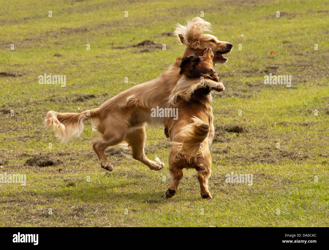 Dogs playing in a park Stock Photo - Alamy