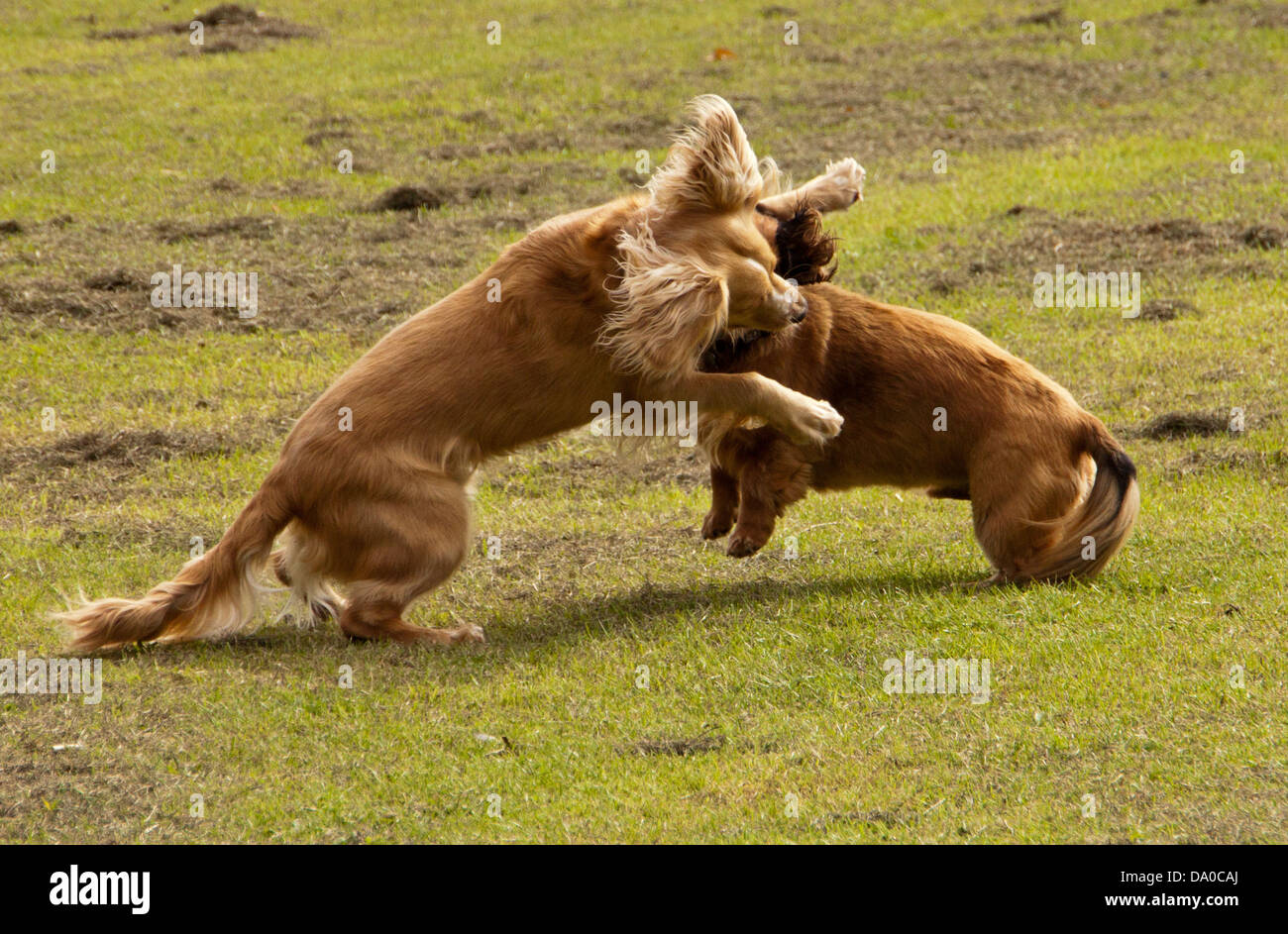 Dogs playing in a park Stock Photo - Alamy