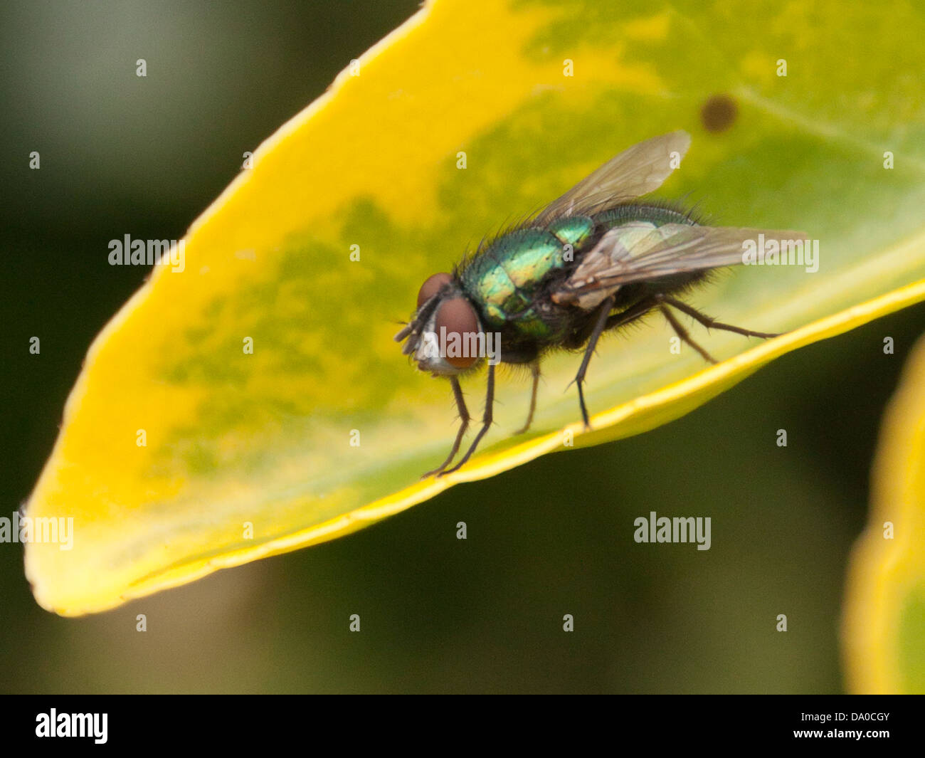 Greenbottle, Lucilia Caesar, House fly Stock Photo - Alamy