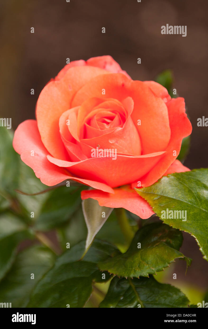 Rose bud close up hi-res stock photography and images - Alamy