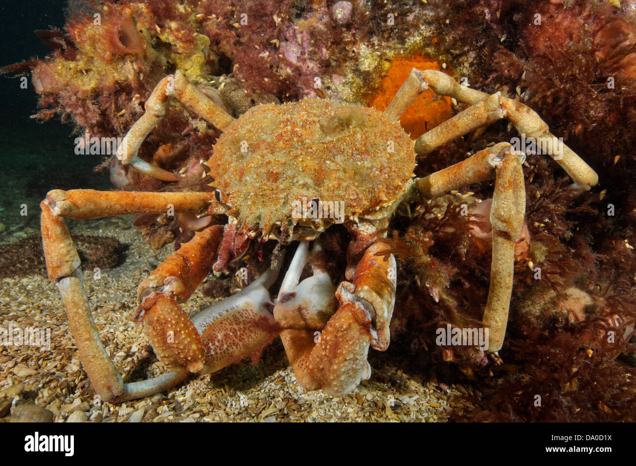 Port phillip bay australia hi-res stock photography and images - Alamy