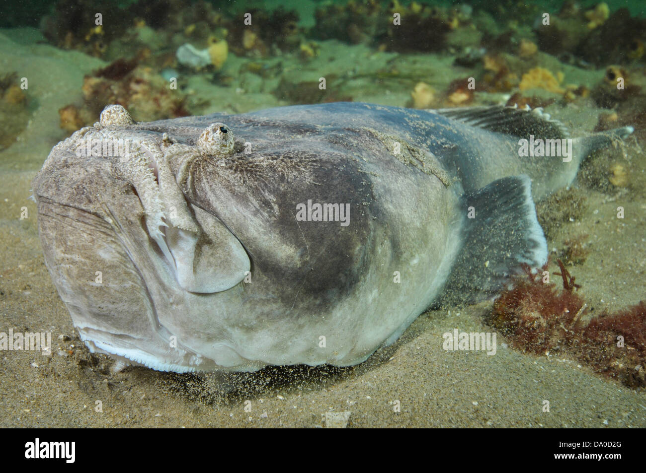 Southern stargazer hi-res stock photography and images - Alamy