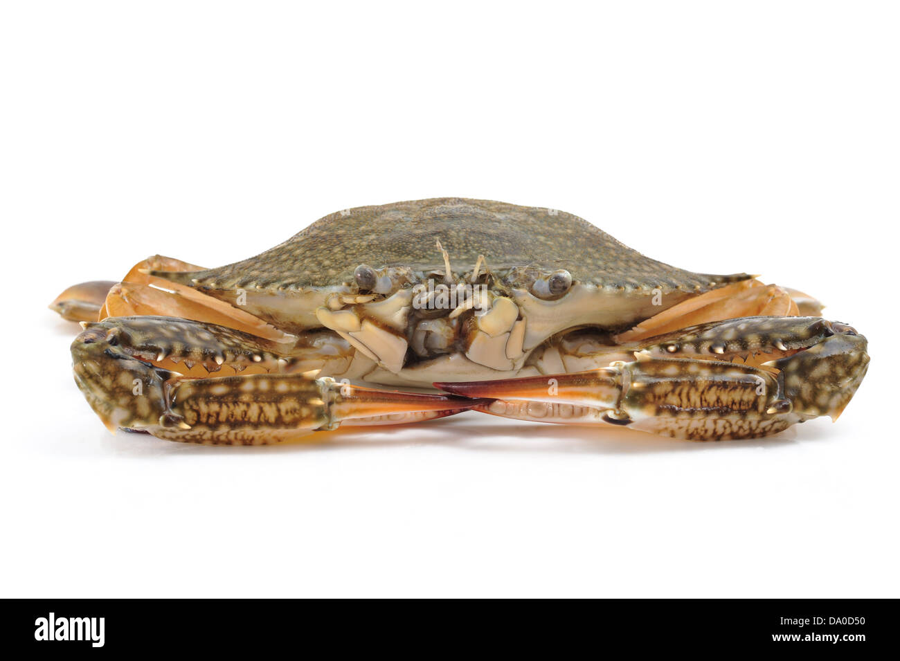 blue crab isolated on white Stock Photo - Alamy