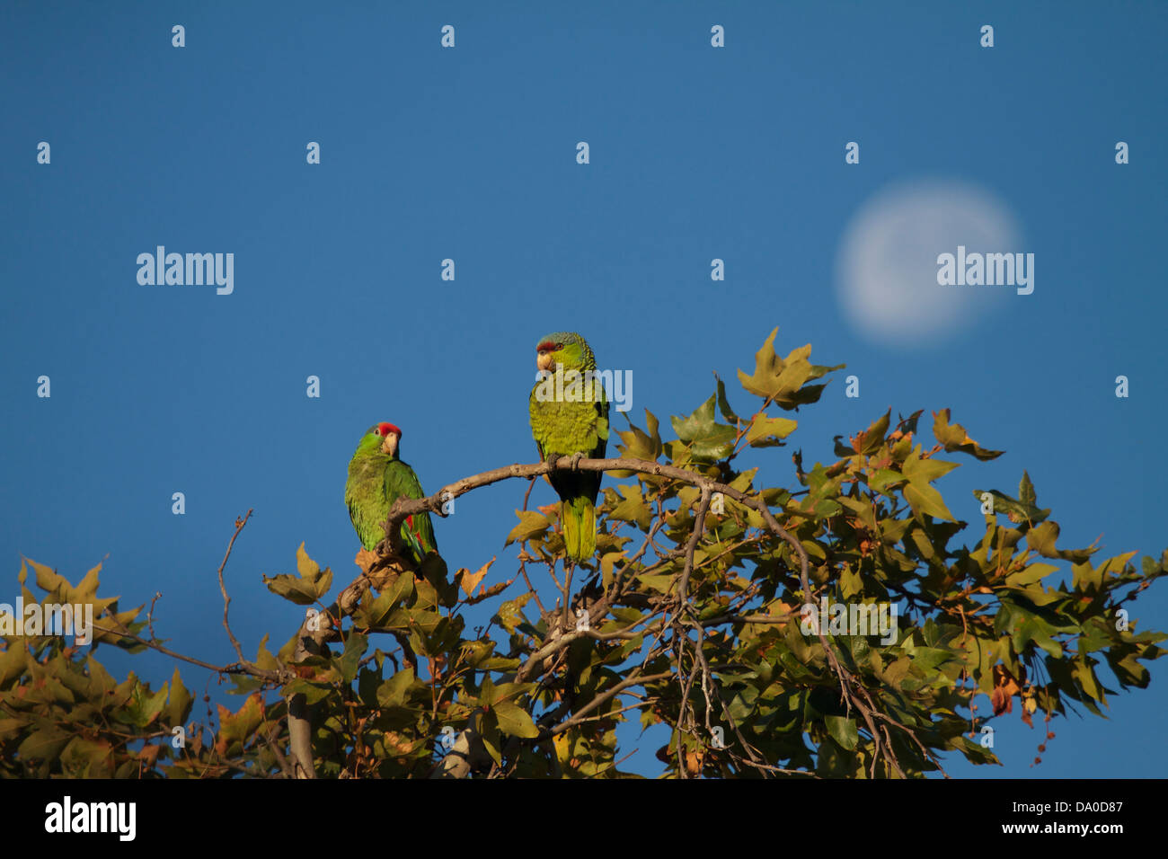 2 Red-crowned Parrots one with his eyes closed perched in the branches ...