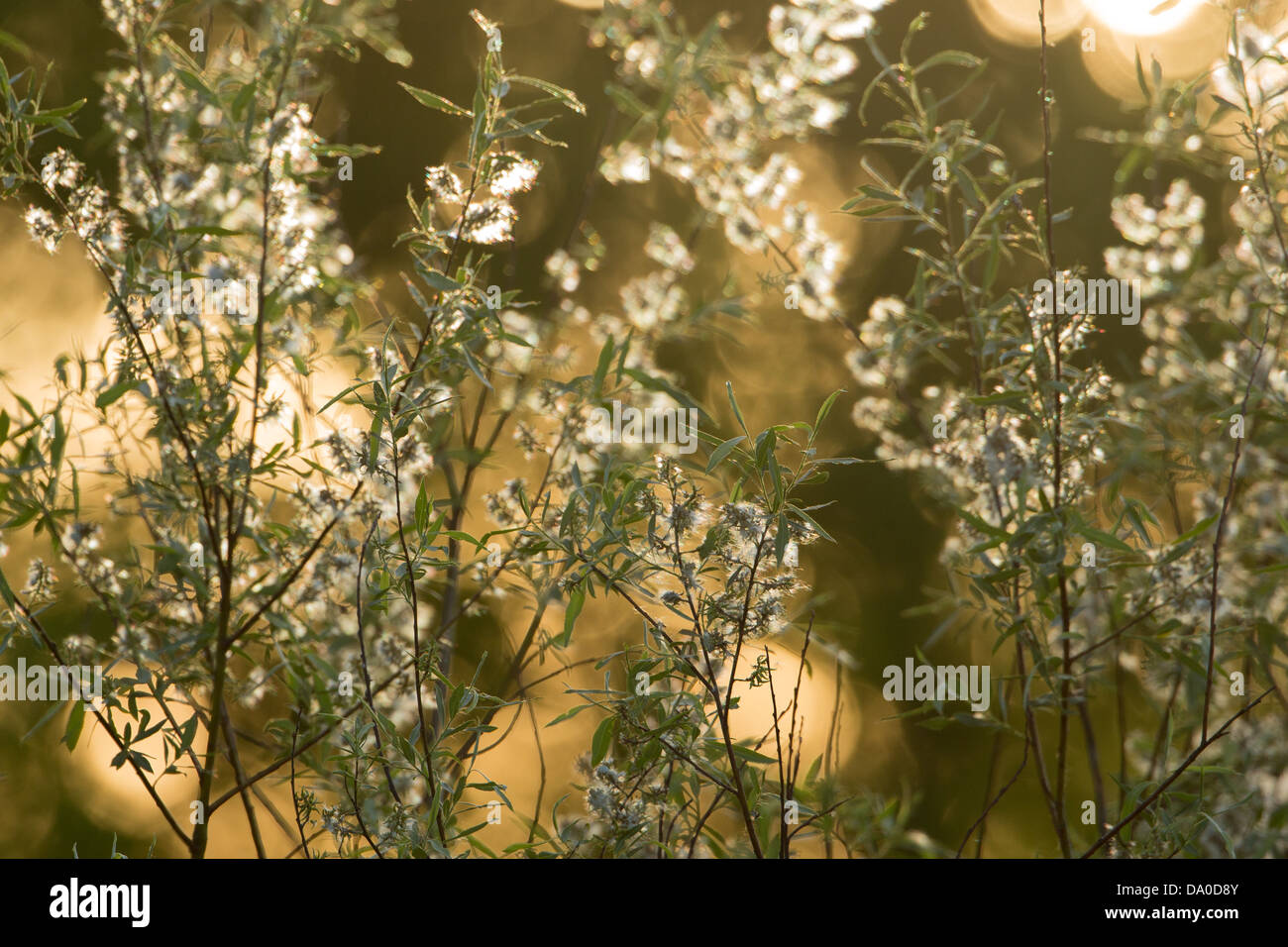 American green willow hi-res stock photography and images - Alamy
