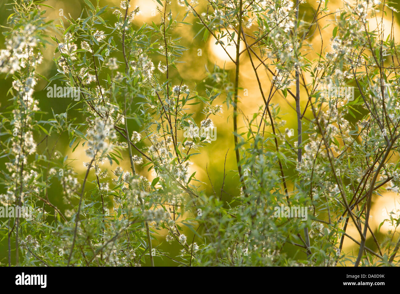 Backlit meadow willow in June Stock Photo - Alamy