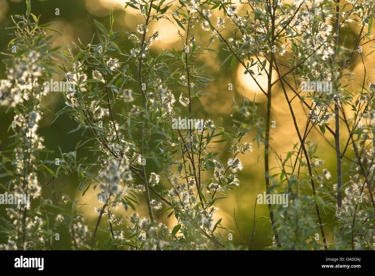 Backlit meadow willow in June Stock Photo - Alamy