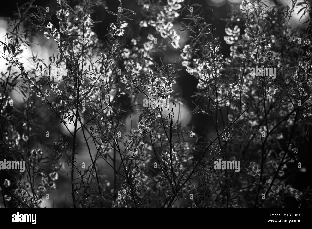 Backlight Photography Tumblr