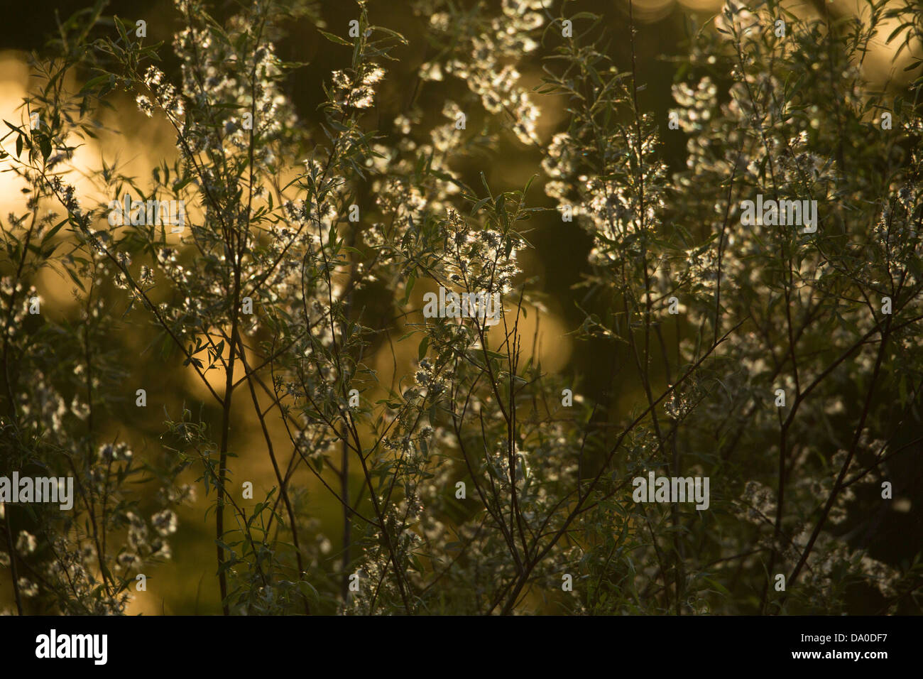 American green willow hi-res stock photography and images - Alamy