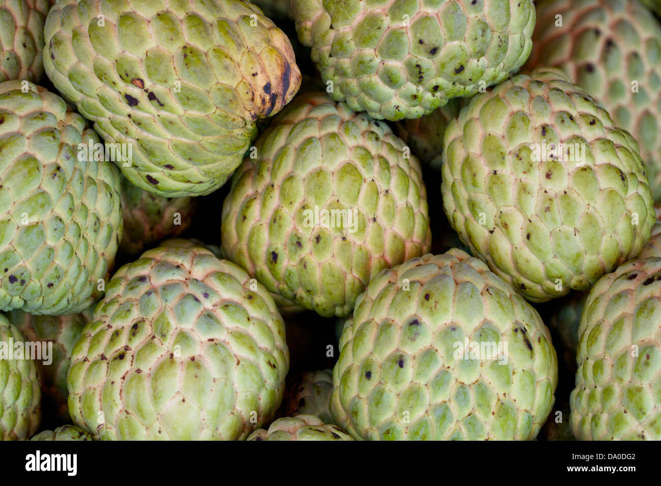 Custard apple tropical fruit hi-res stock photography and images - Alamy
