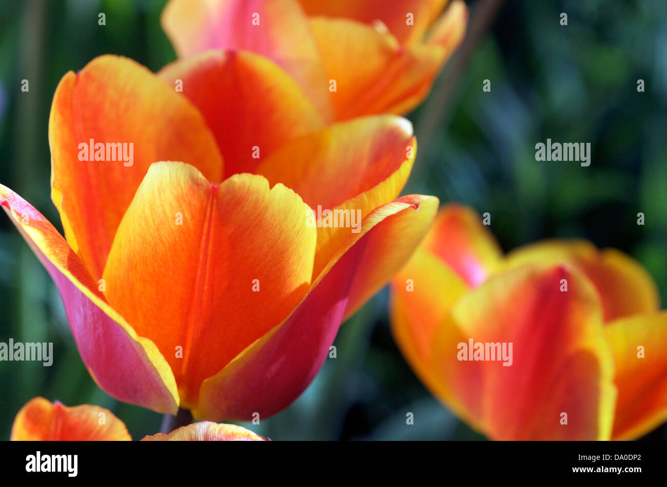 Brilliant blooms hi-res stock photography and images - Alamy