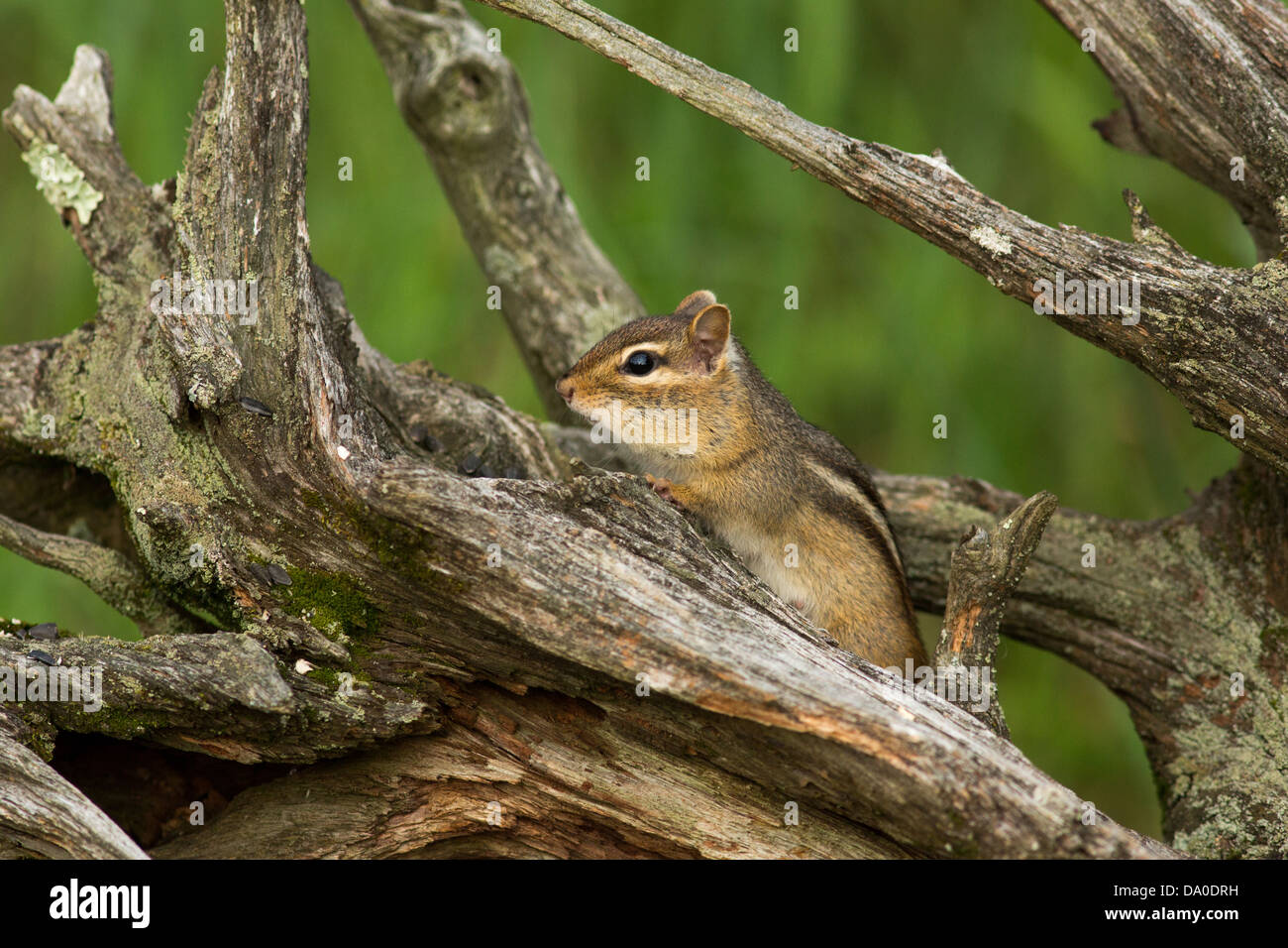 Chippies chippy hi-res stock photography and images - Alamy