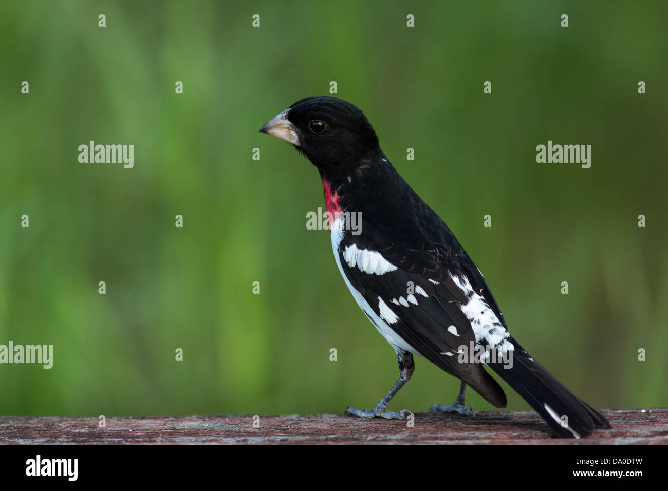 Rose breasted grosbeak male hi-res stock photography and images - Alamy