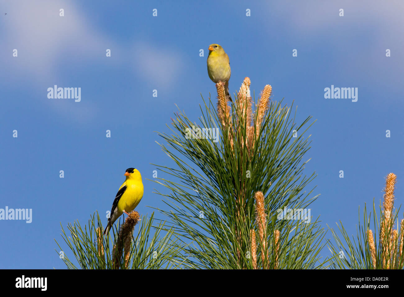 Two american goldfinches hi-res stock photography and images - Alamy