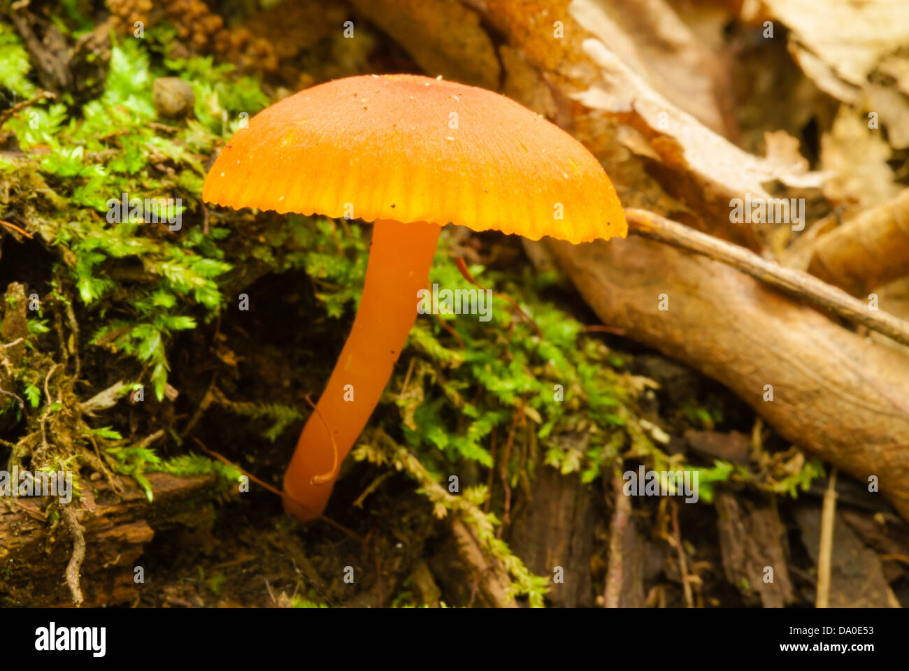 Single orange mycena mushroom (Mycena leaiana) growing on wood with ...