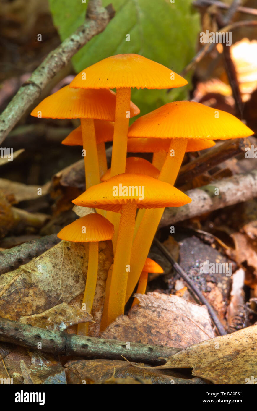 A cluster of orange mycena mushrooms (Mycena leaiana) growing in the ...