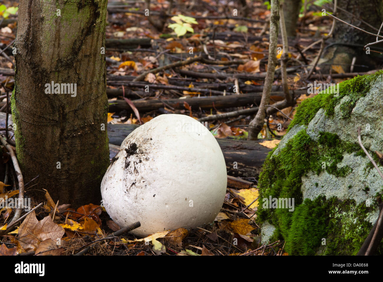 Giant puffball (Clavatia gigantea) growing beside a tree on the forest ...