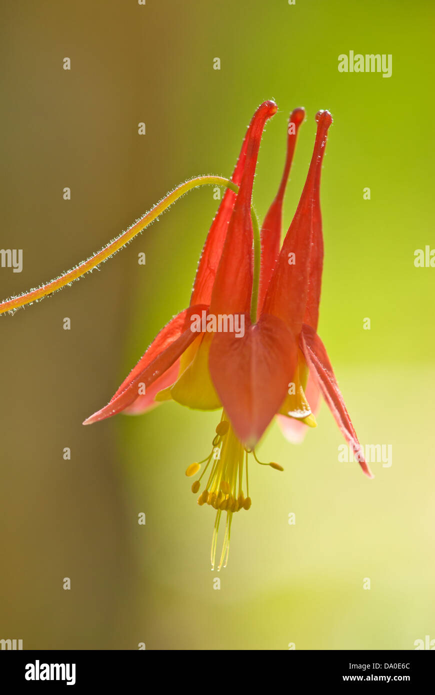 Red columbine aquilegia canadensis hi-res stock photography and images ...