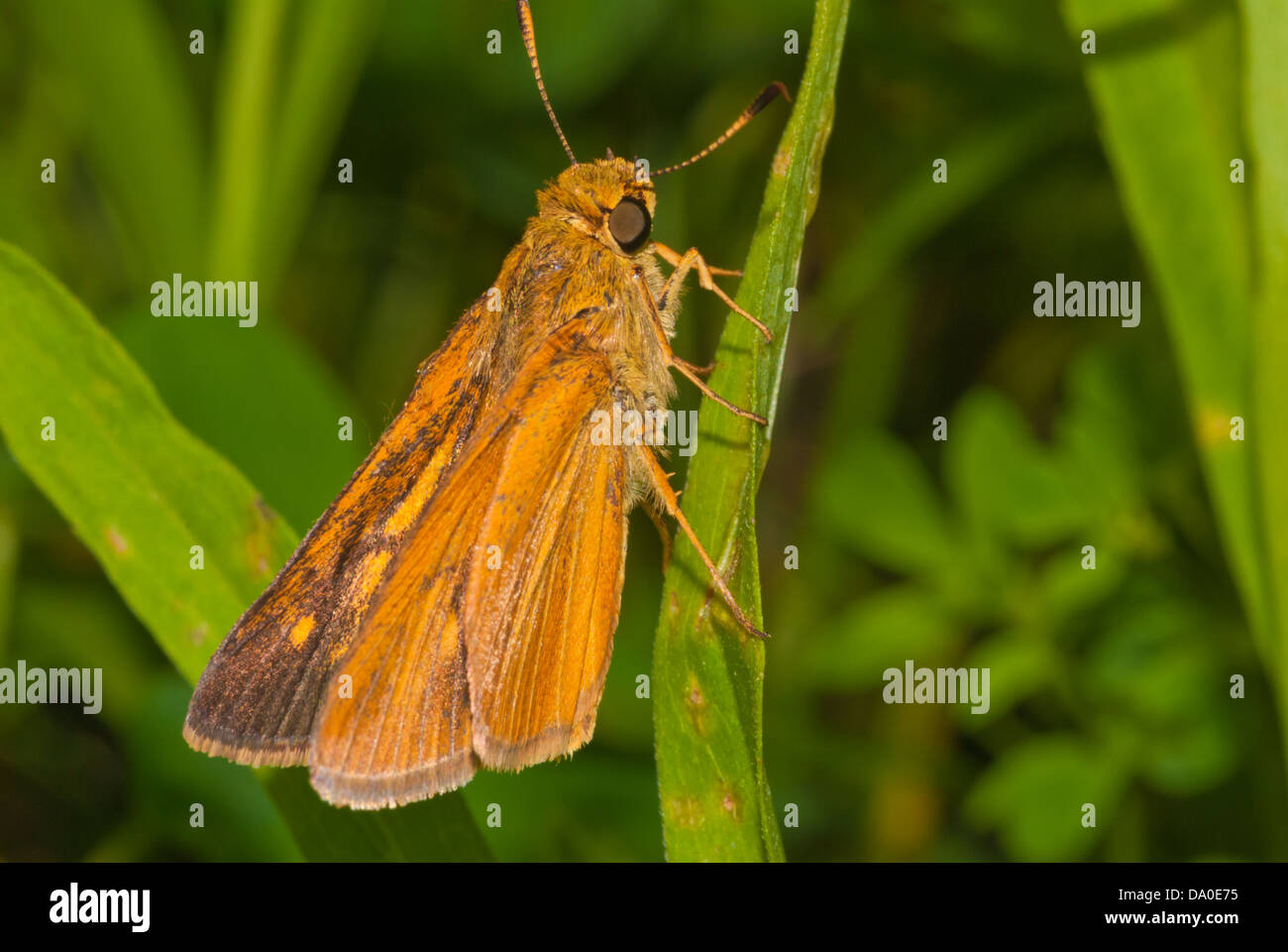 Hesperia sassacus sassacus hi-res stock photography and images - Alamy