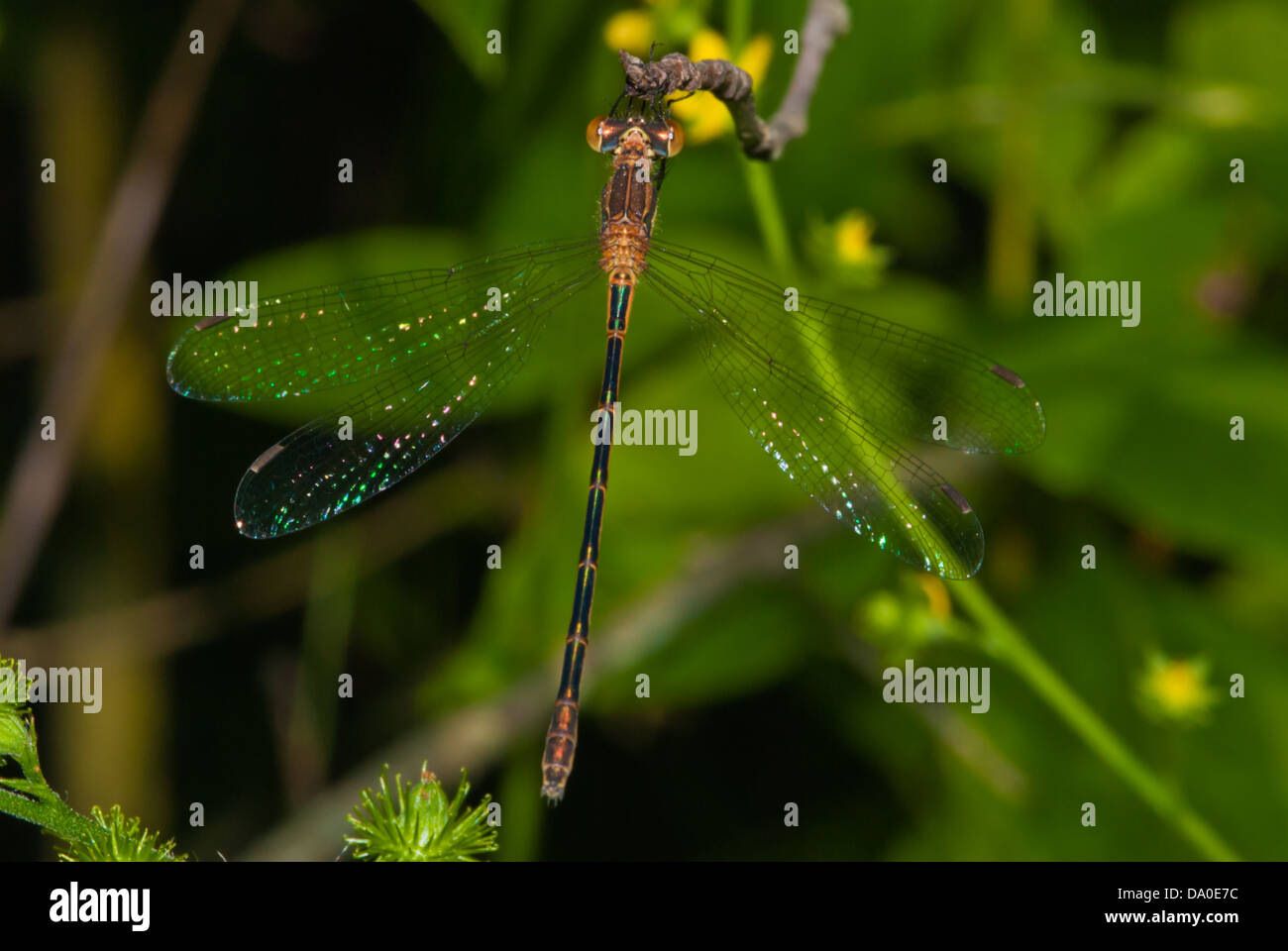 Orange and black spread-winged damselfly (Lestes spp) holding onto a ...