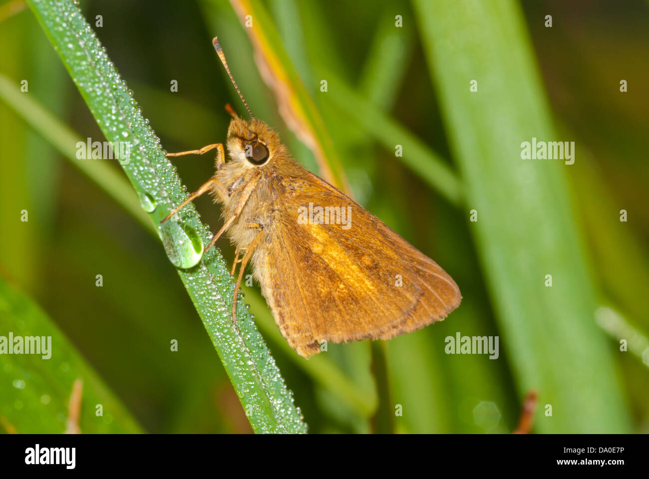 Hesperia sassacus sassacus hi-res stock photography and images - Alamy