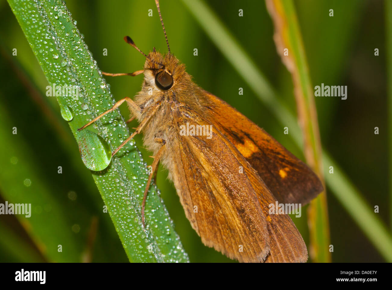 Indian skipper butterfly (Hesperia sassacus) perched on a dew-covered ...