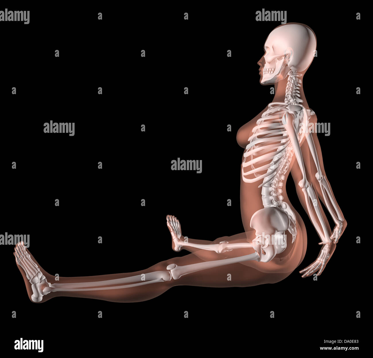 3D render of a female medical skeleton in a yoga position Stock Photo ...