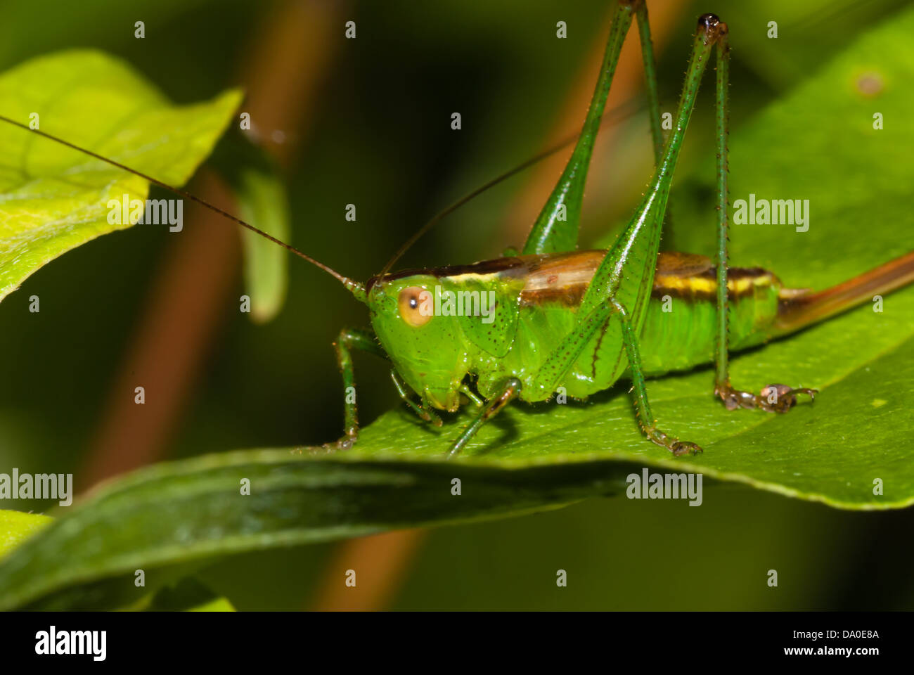Gladiator katydid hi-res stock photography and images - Alamy